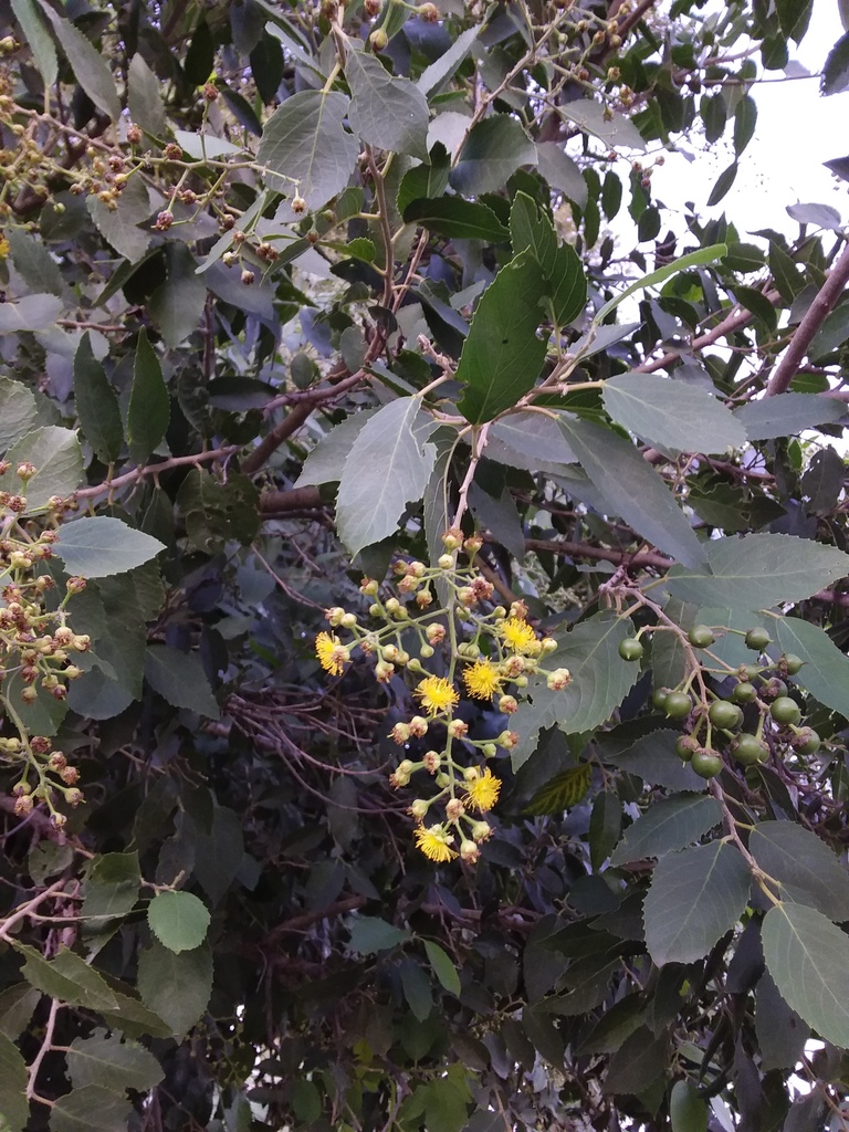 Banara arguta from Goya Department, Corrientes, Argentina on January 30 ...