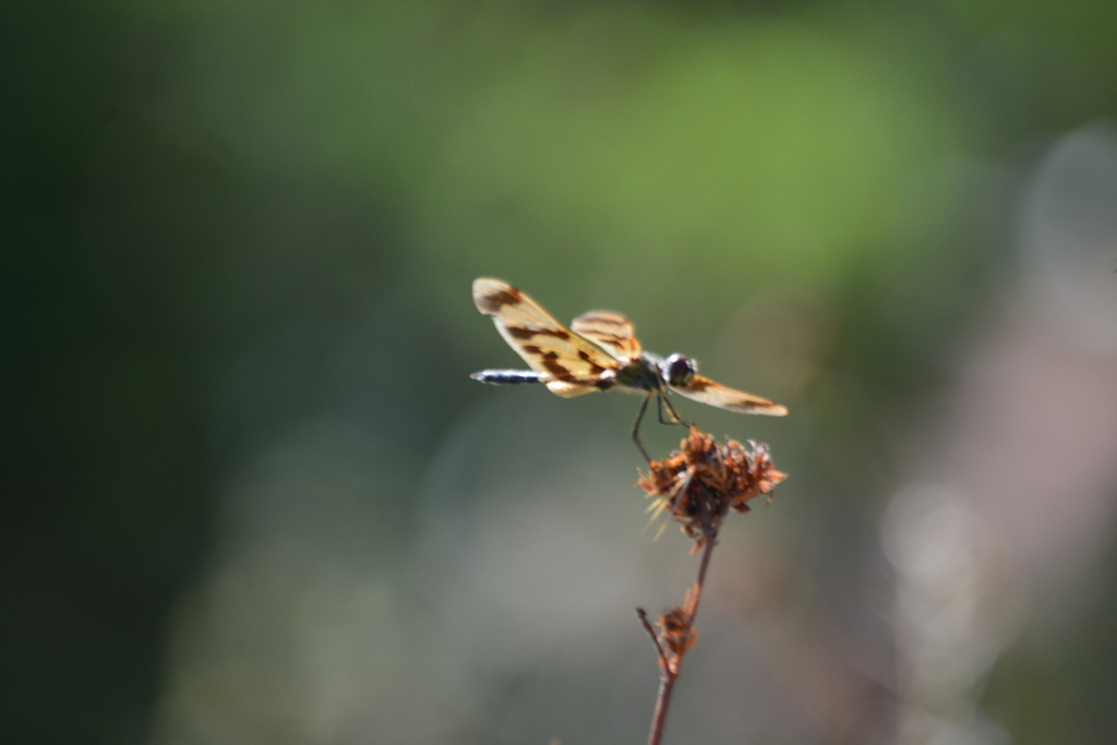 Graphic Flutterer from McArthur NT 0852, Australia on May 23, 2021 at ...