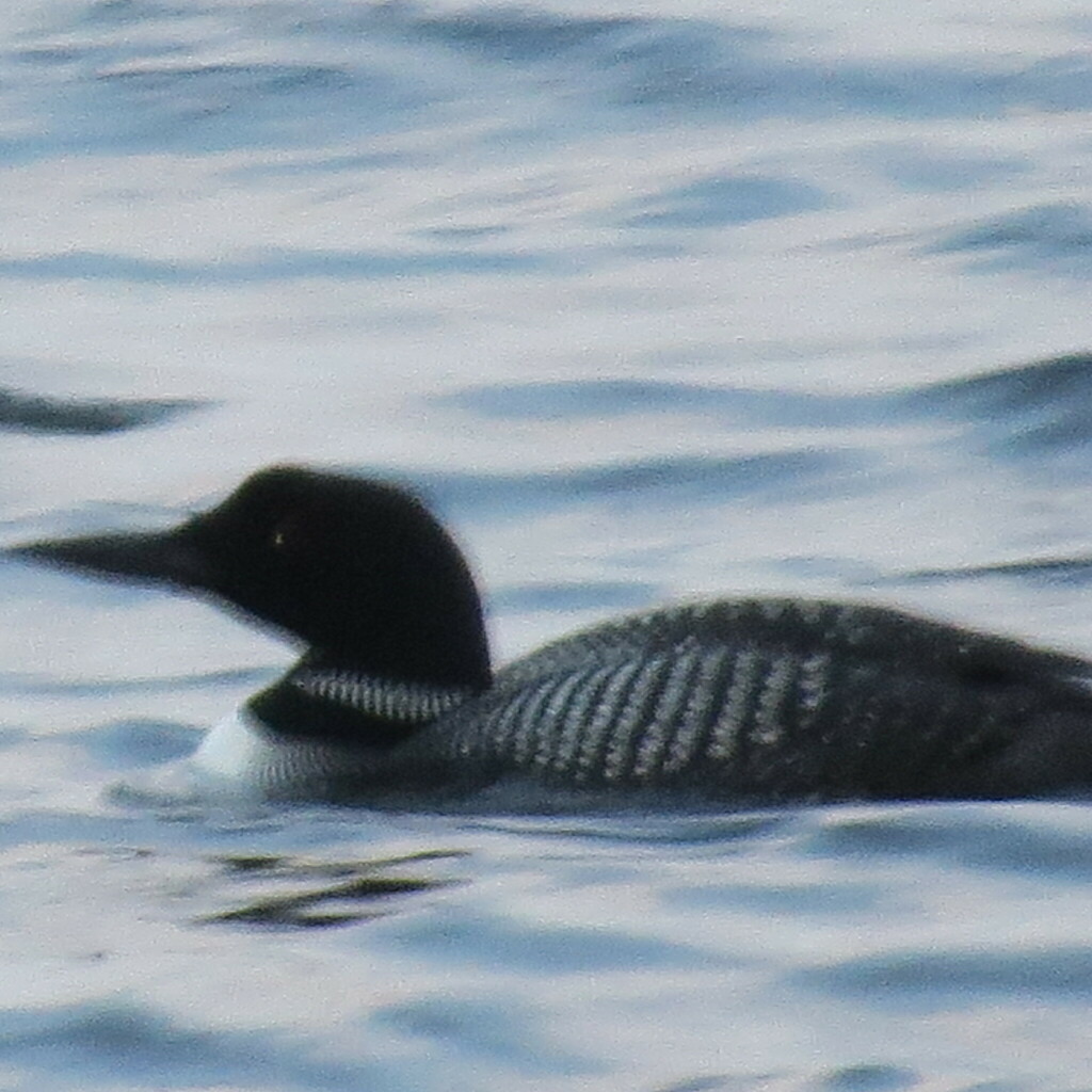 Common Loon from Muskoka District Municipality, ON, Canada on August 3 ...