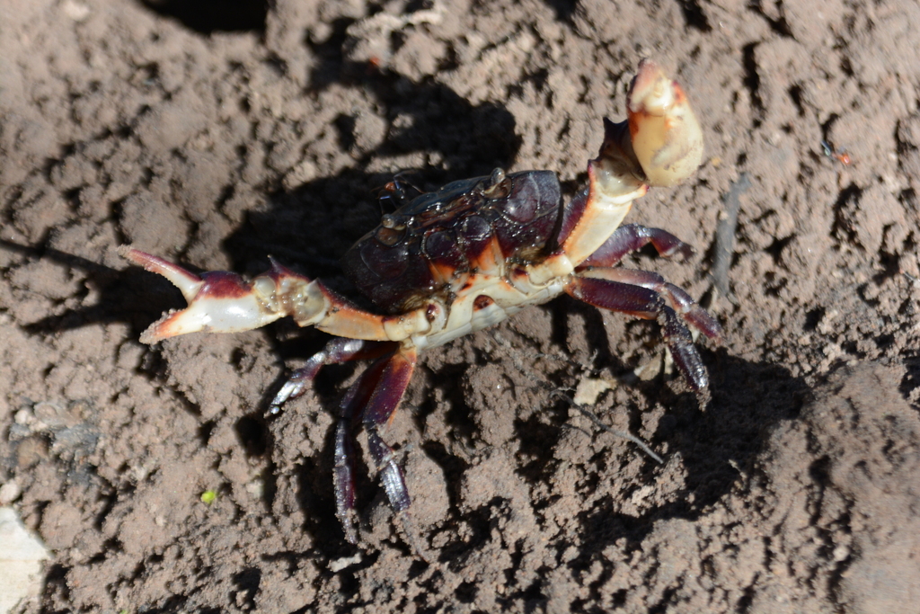 inland crab from McArthur NT 0852, Australia on May 23, 2021 at 10:42 ...