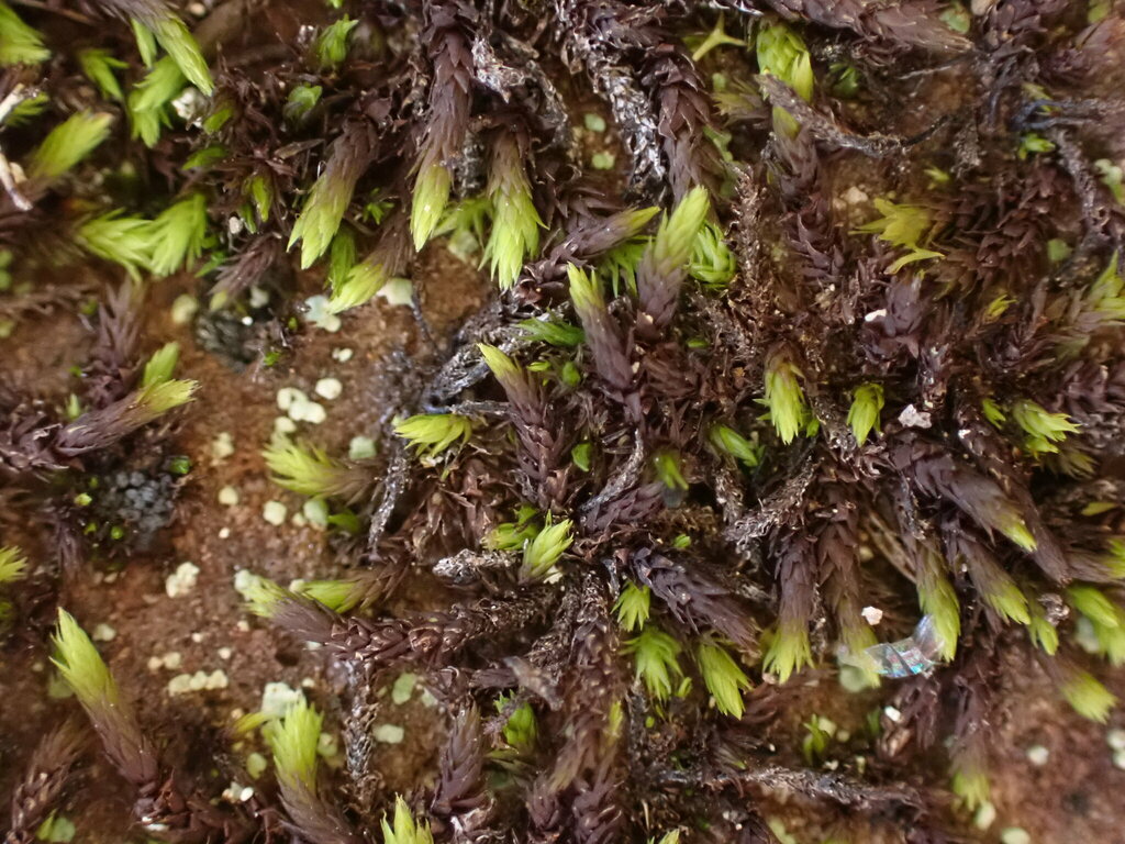 (Barbella) - Botanical Realm