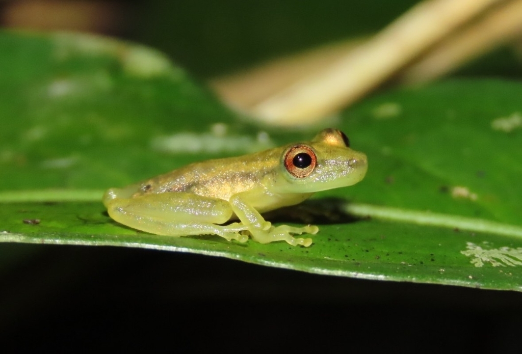 Tree Frogs and Allies from Manu Biological Station & Biolodge on June ...
