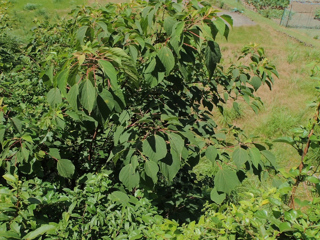 Mallotus in August 2017 by renshuchu · iNaturalist