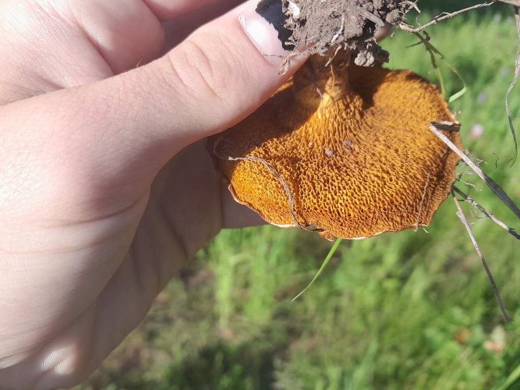 Western Painted Suillus from Island Park, ID 83429, USA on July 7, 2023 ...