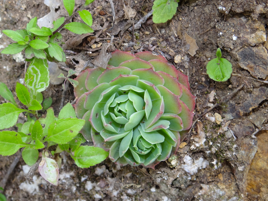 Echeveria megacalyx in July 2012 by timoteo_b · iNaturalist