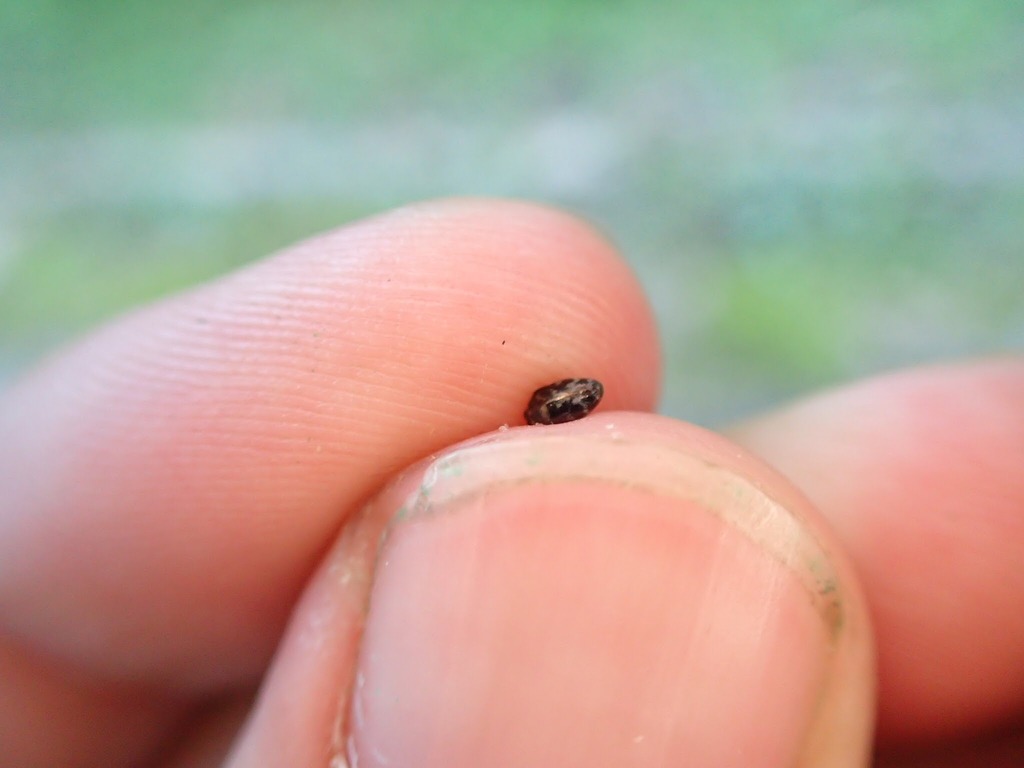 Trachys inconspicua in August 2017 by renshuchu · iNaturalist