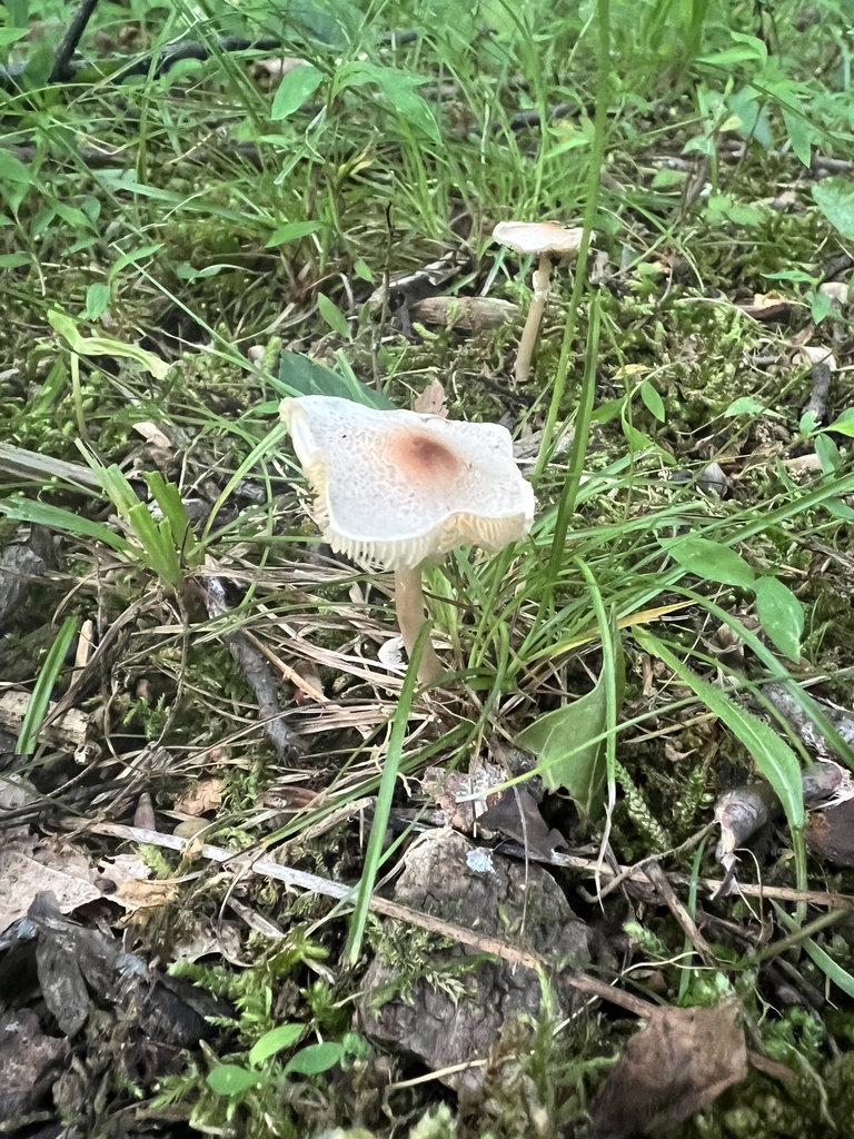 Stinking Dapperling from Albert Johnson Rd, Nashville, IN, US on July 7 ...
