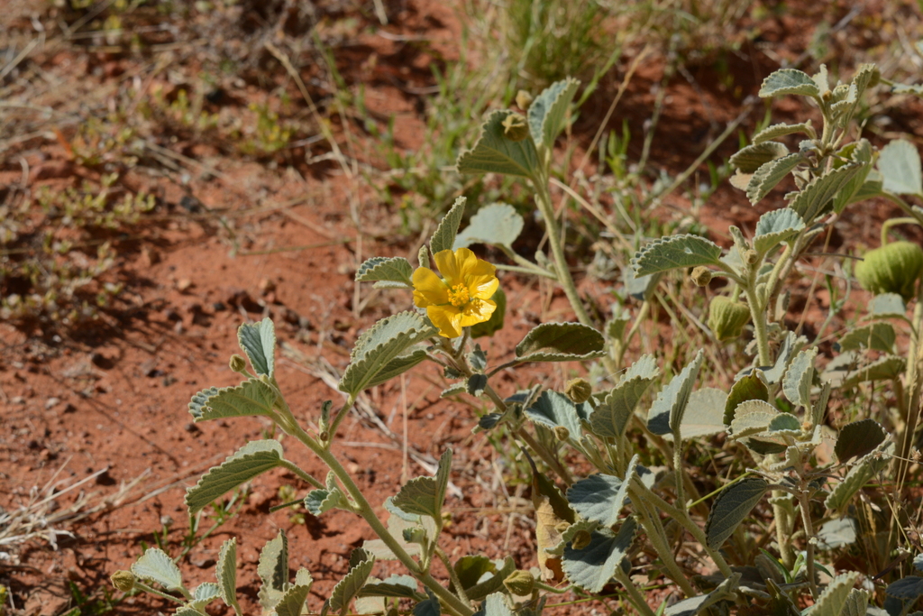 Sida platycalyx from Cunnamulla QLD 4490, Australia on September 13 ...
