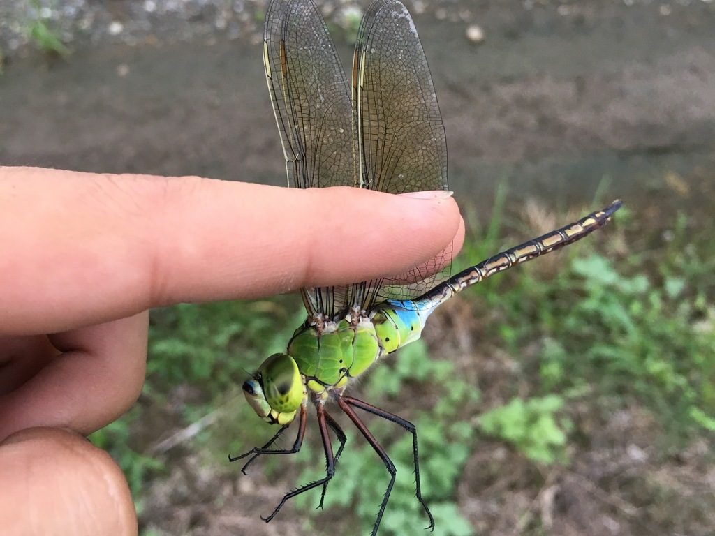 Anax julius in August 2017 by renshuchu · iNaturalist