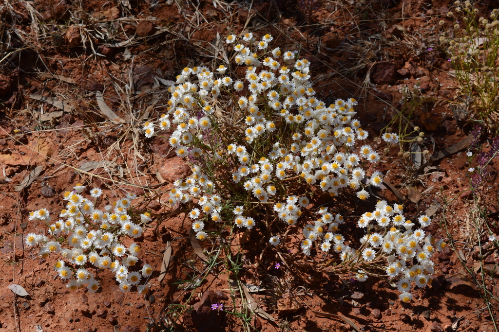 Common White Sunray from Cunnamulla QLD 4490, Australia on September 13 ...
