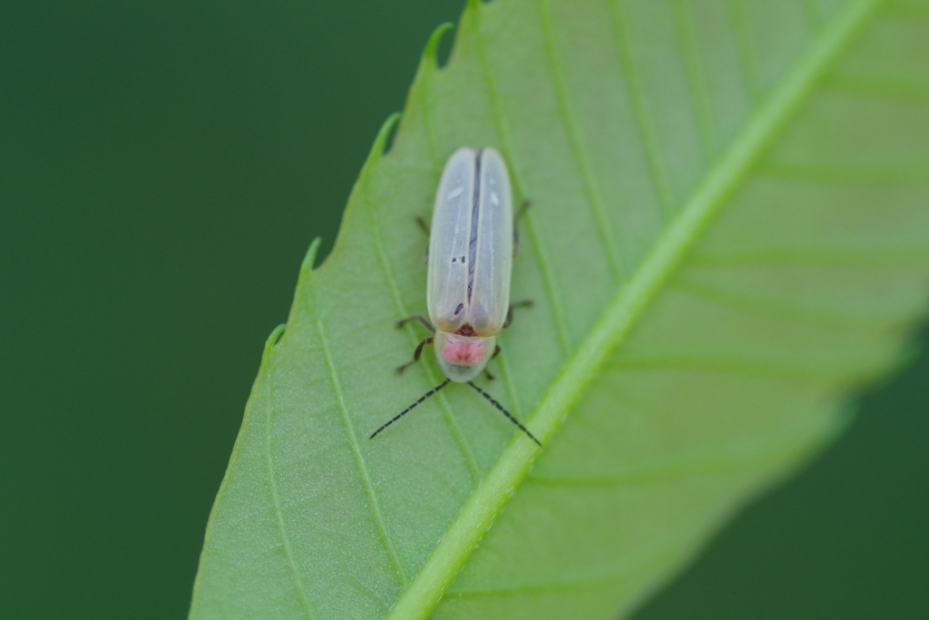 Little Gray Firefly in July 2023 by David DuBois · iNaturalist