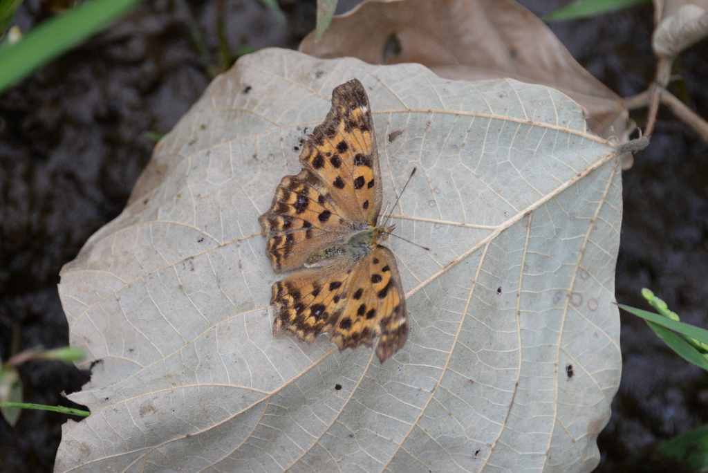 Asian Comma in October 2022 by Alan Broderick · iNaturalist