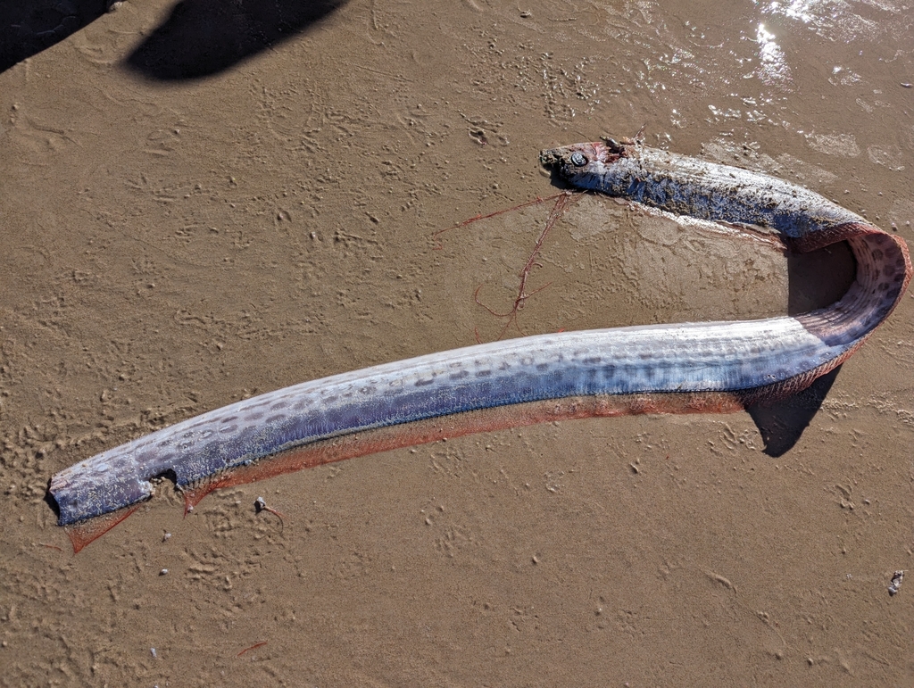 Giant Oarfish (Regalecus glesne) - Marine Life Identification