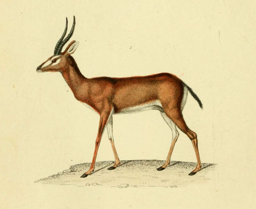 Saudi Arabian Gazelle (Gazella saudiya) - Know Your Mammals
