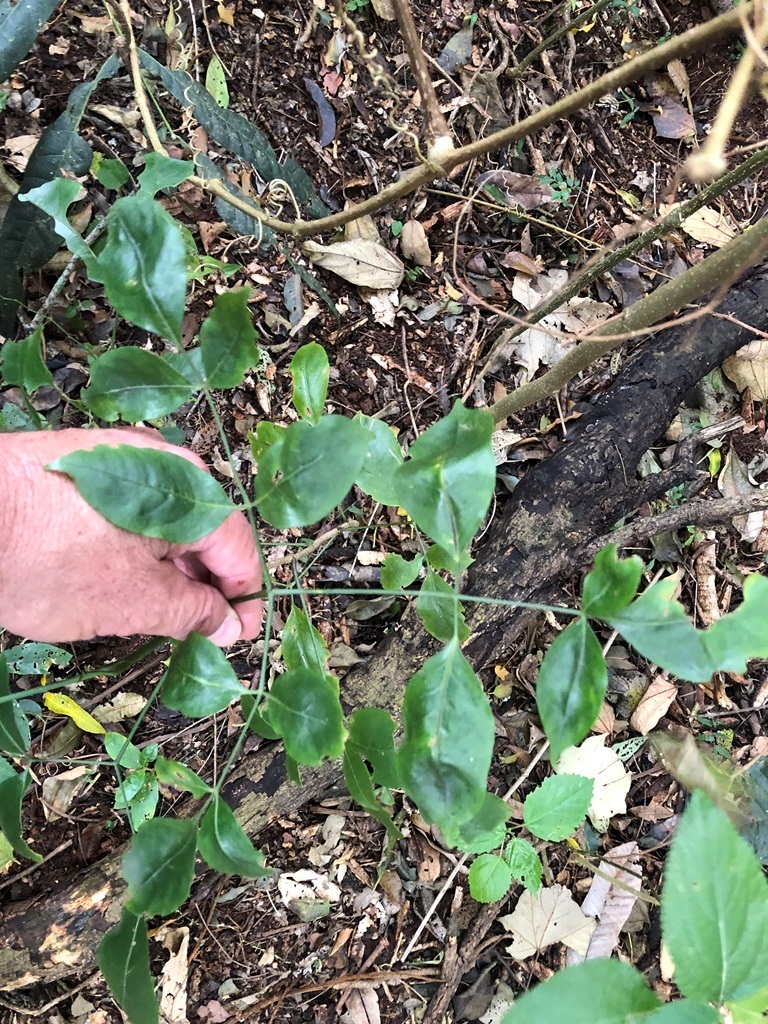 celery wood from Redbank Creek QLD 4312, Australia on July 6, 2023 at ...