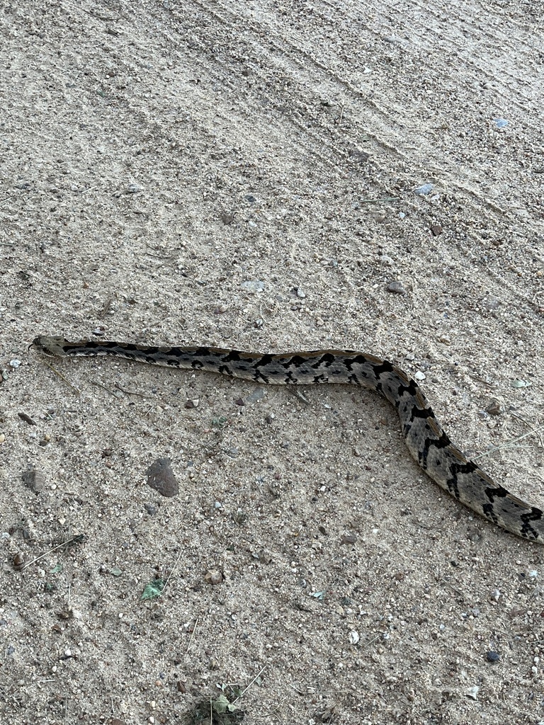 Timber Rattlesnake from County Road 109, Garwood, TX, US on July 7 ...