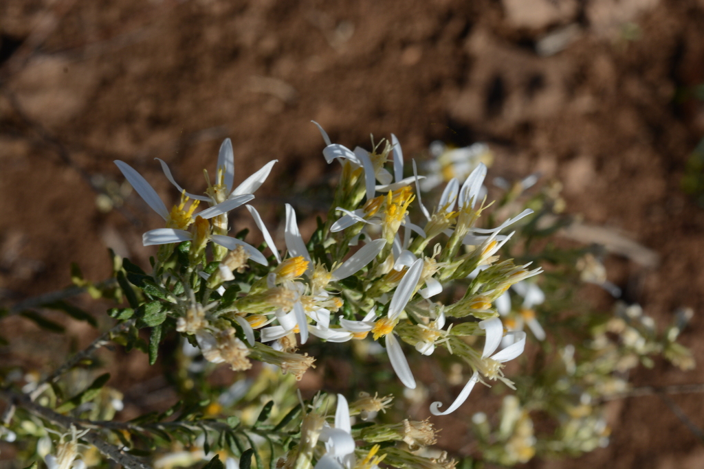 Showy Daisy-bush from Cunnamulla QLD 4490, Australia on September 15 ...