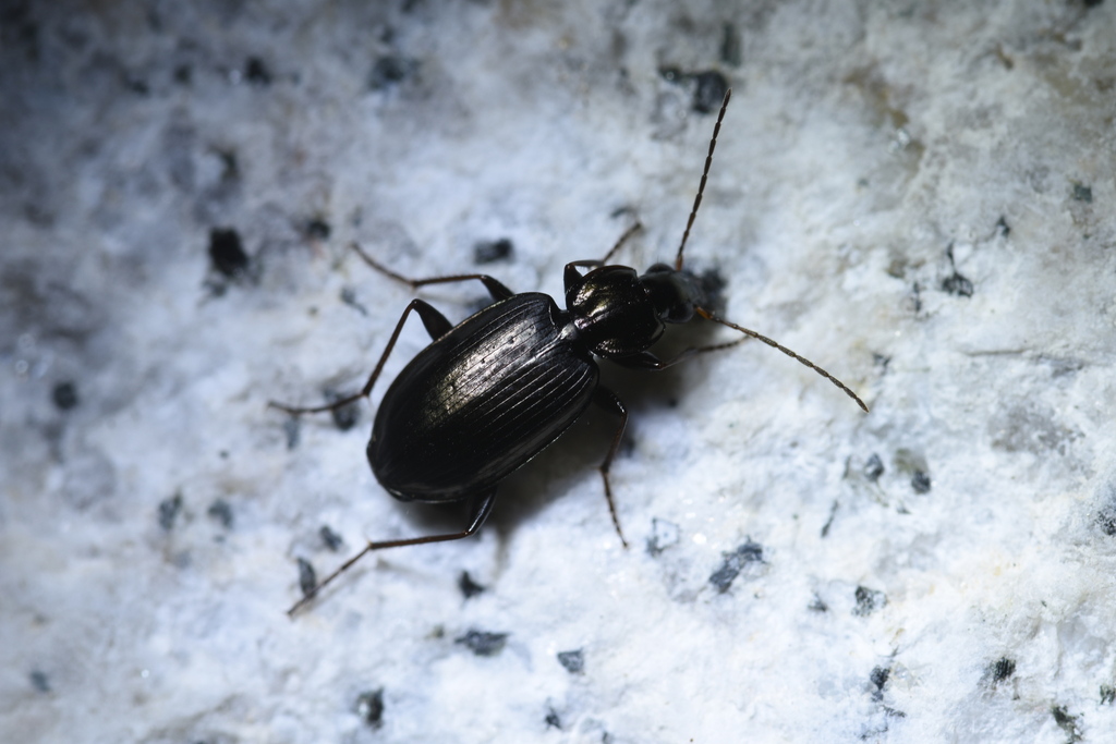 Platynini from Qingdao, CN-SD, CN on June 29, 2022 at 10:32 PM by Karl ...