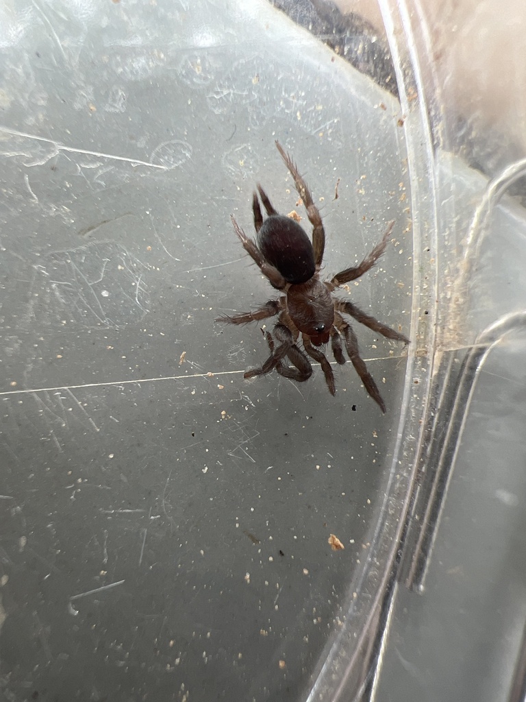 Spiny Curtain-web Spiders from Soi 9, Kui Buri, Prachuap Khiri Khan, TH ...