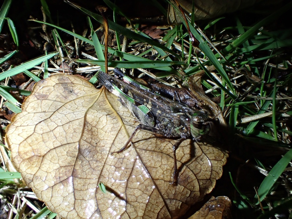 Oedaleus infernalis in September 2017 by renshuchu · iNaturalist