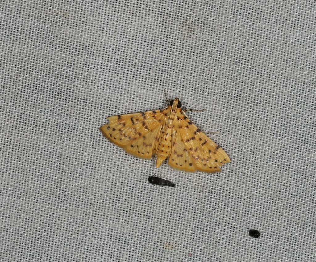 Yellow Peach Moth from Mission River QLD 4874, Australia on June 9 ...