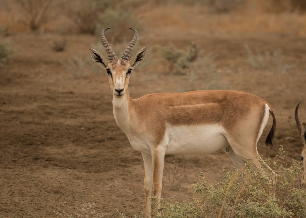 Goitered Gazelle (Gazella subgutturosa) - Know Your Mammals