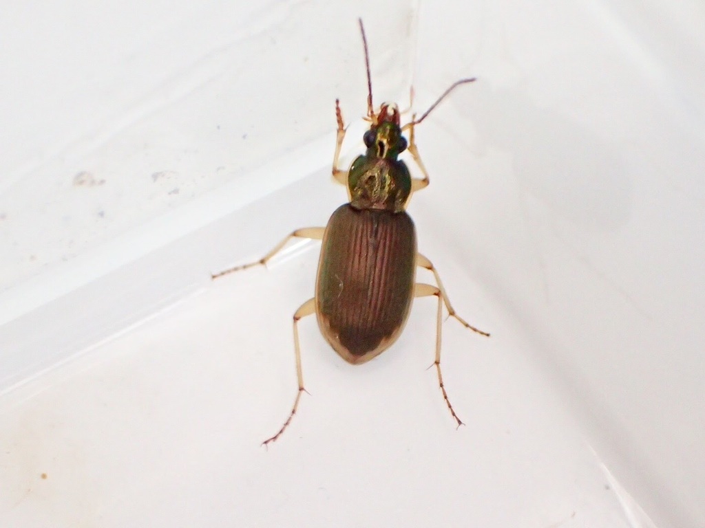 Chlaenius inops in September 2017 by renshuchu · iNaturalist