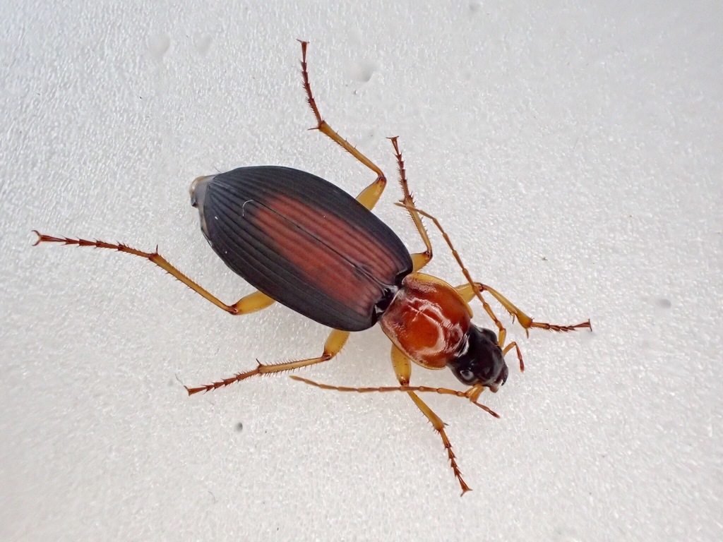 Dolichus halensis in September 2017 by renshuchu · iNaturalist