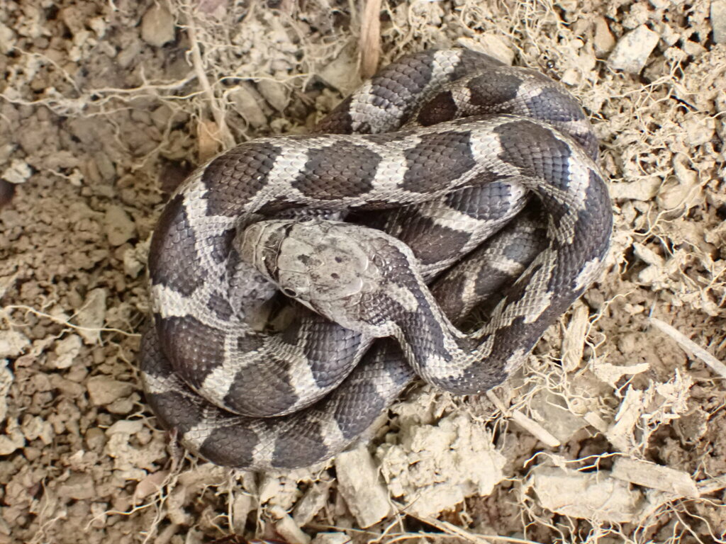 Eastern/Gray Ratsnake Complex from Boalsburg, PA 16827, USA on May 25 ...