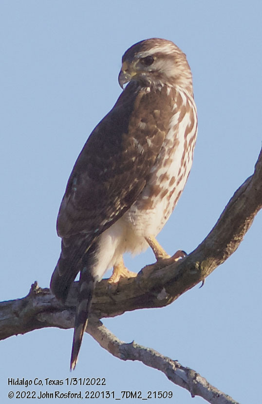 Gray Hawk from Mission, TX, USA on January 31, 2022 at 06:02 PM by John ...