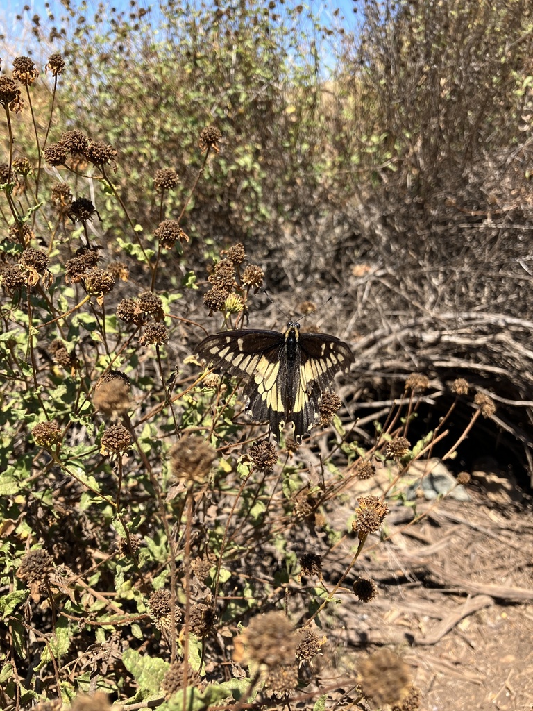 Anise Swallowtail from Del Cerro, San Diego, CA 92120, USA on July 7 ...