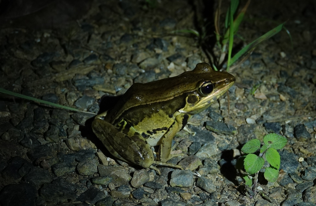 Guenther's Frog from 分宜县大岗山乡 on July 5, 2023 at 08:14 PM by Qiaoer CHEN ...