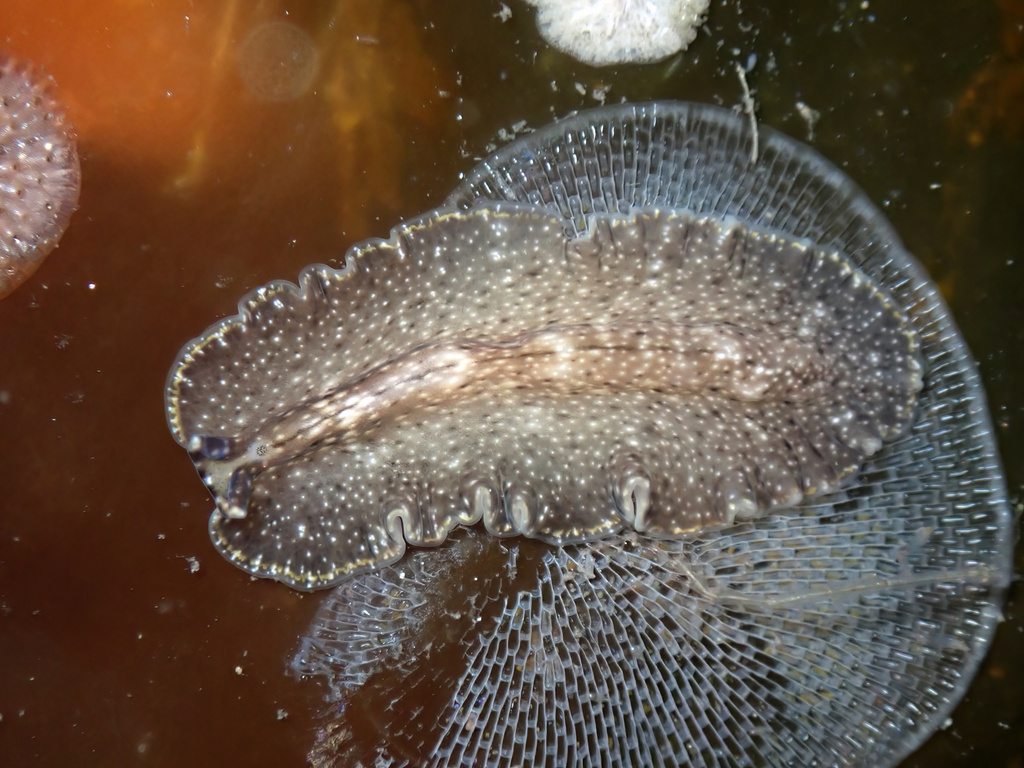 Pseudoceros mexicanus (Polyclad flatworms of California) · iNaturalist