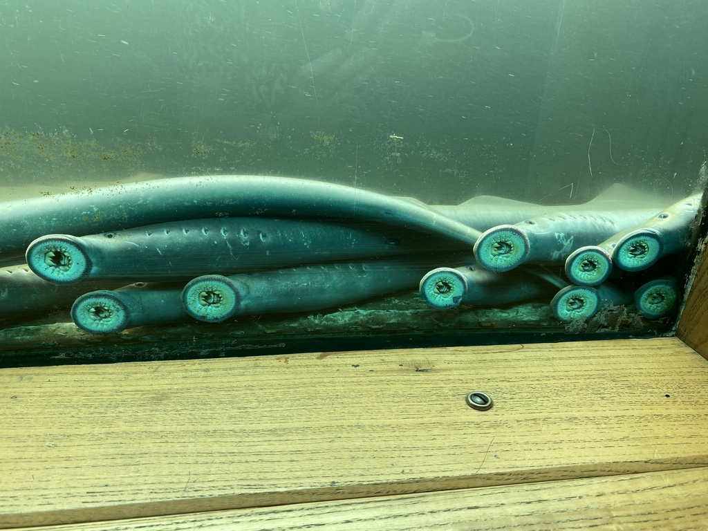 Pacific Lamprey from Columbia River Gorge National Scenic Area, Cascade ...