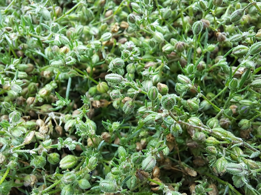 Red Sand Spurrey from Свердловская обл., Россия, 624156 on July 2, 2023 ...