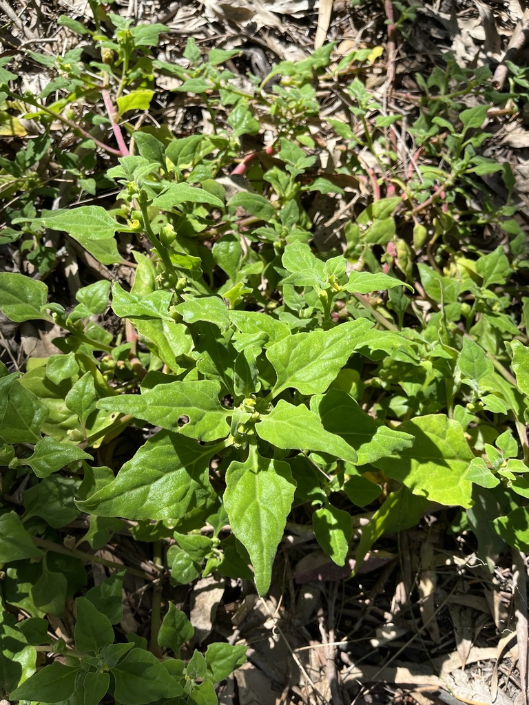 New Zealand Spinach from Deep Water Bend Reserve, Bald Hills, QLD, AU ...