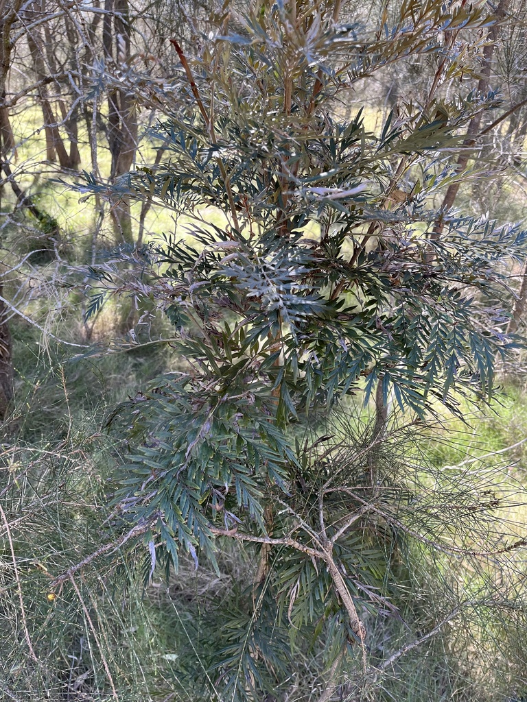 silk oak from Deep Water Bend Reserve, Bald Hills, QLD, AU on July 8 ...
