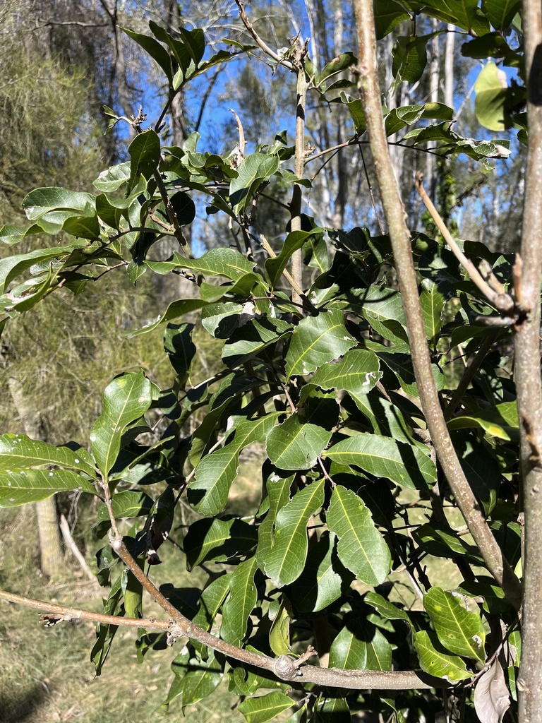 Tuckeroo from Deep Water Bend Reserve, Bald Hills, QLD, AU on July 8 ...