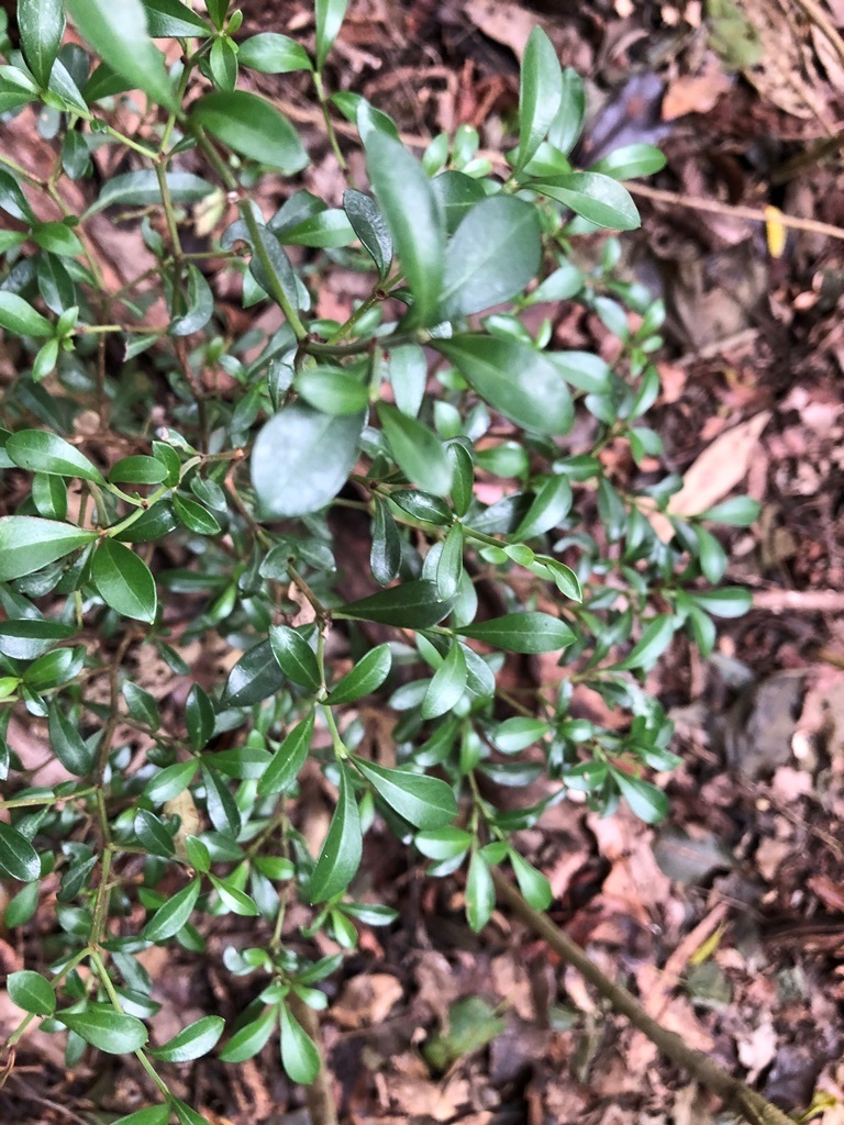 Smooth Psychotria from Redbank Creek QLD 4312, Australia on July 6 ...