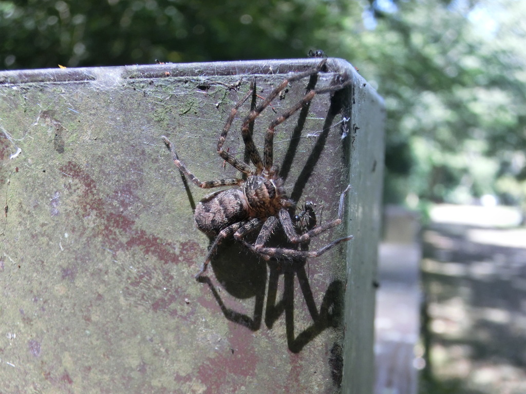 Pantropical Huntsman Spider from 台灣彰化縣 on July 2, 2023 at 10:05 AM by ...
