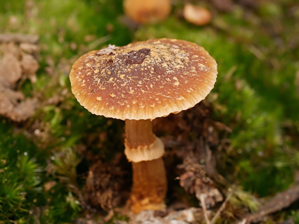 Descolea recedens from Bells Beach VIC 3228, Australia on July 5, 2023 ...