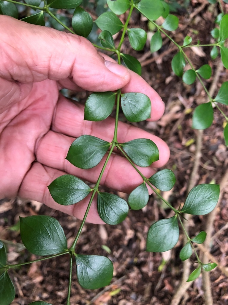 conkerberry from Redbank Creek QLD 4312, Australia on July 6, 2023 at ...