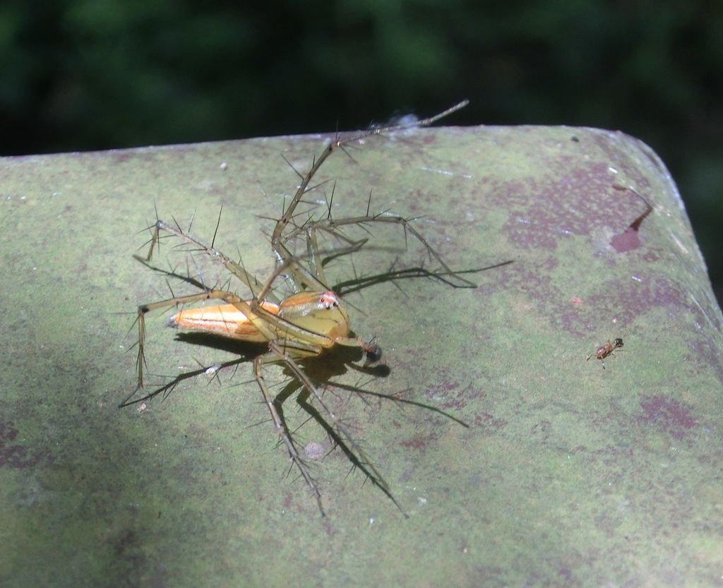 Lean Lynx Spider from 台灣彰化縣 on July 2, 2023 at 10:30 AM by r88621108 ...