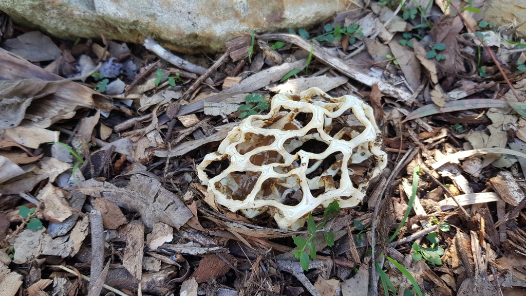 smooth cage fungus from Annangrove Rd before Currie Ave, Annangrove NSW ...