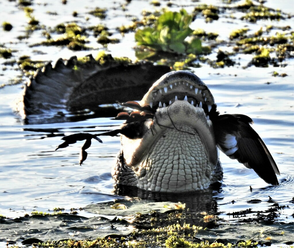 American Alligator from Alachua County, FL, USA on November 3, 2019 by ...