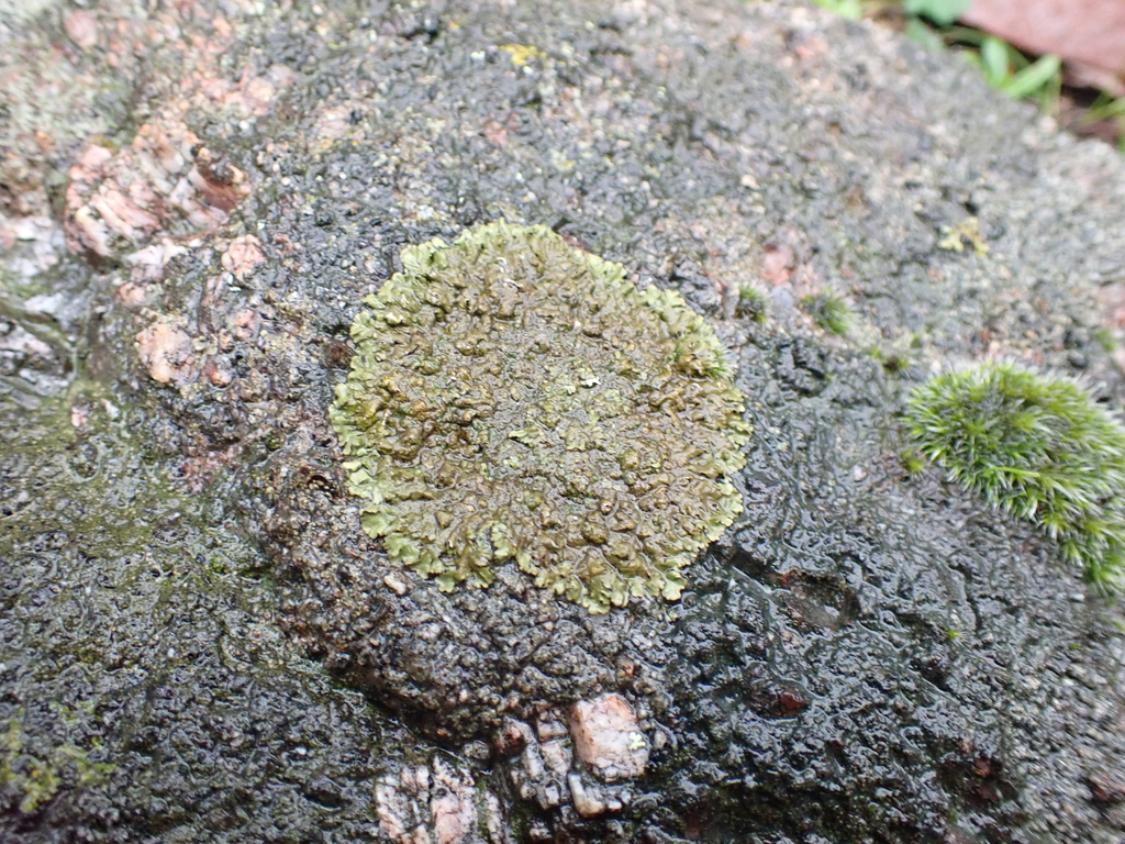 common lichens from Boho South VIC 3669, Australia on July 8, 2023 at ...