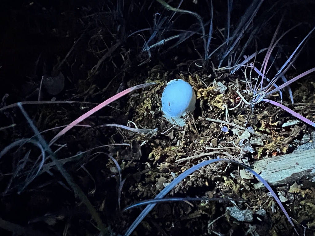 Eastern North American Destroying Angel from Albert Johnson Rd ...