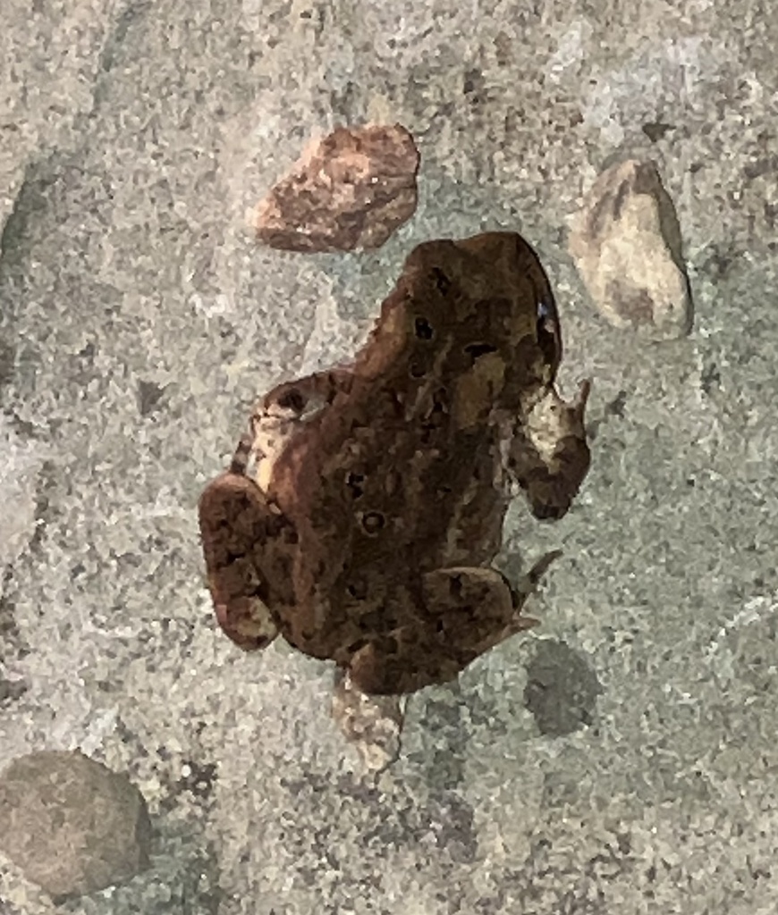 American Toad from Penn Ave. Apalachin NY on June 30, 2023 at 10:39 PM ...