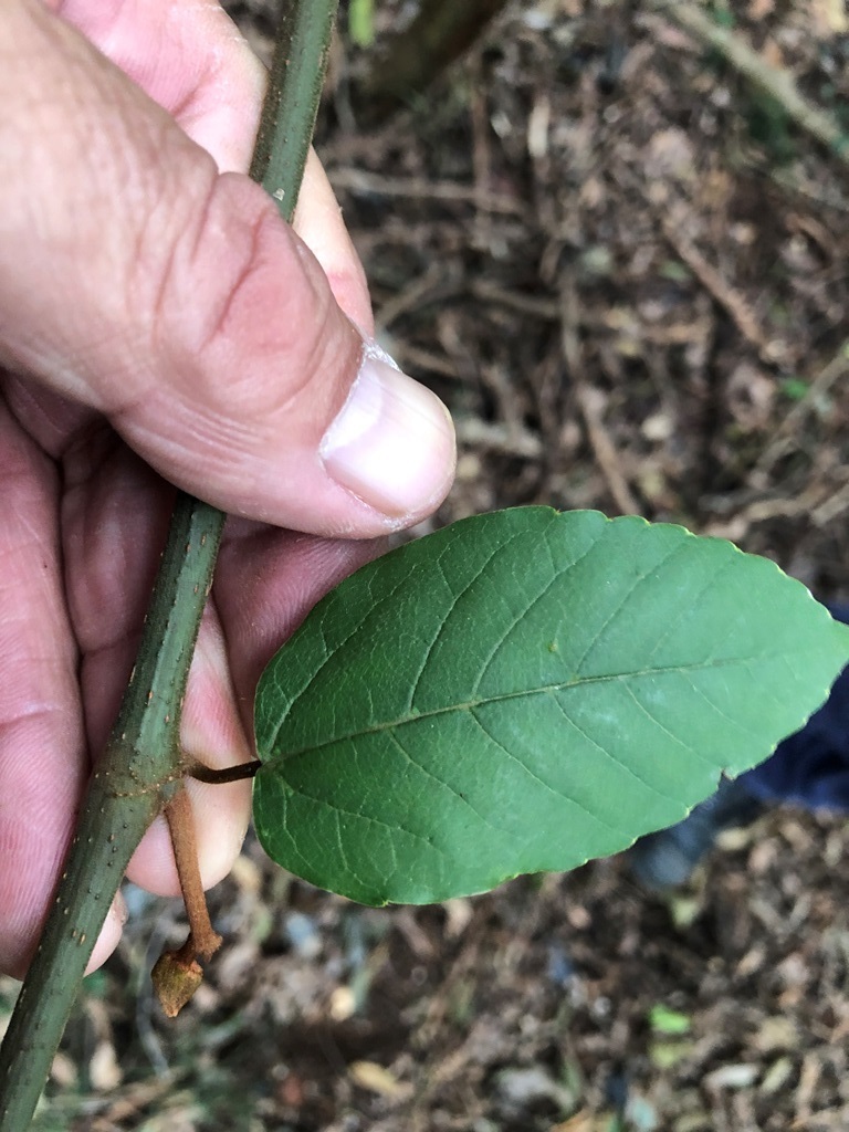 Kangaroo Vine from Redbank Creek QLD 4312, Australia on July 6, 2023 at ...
