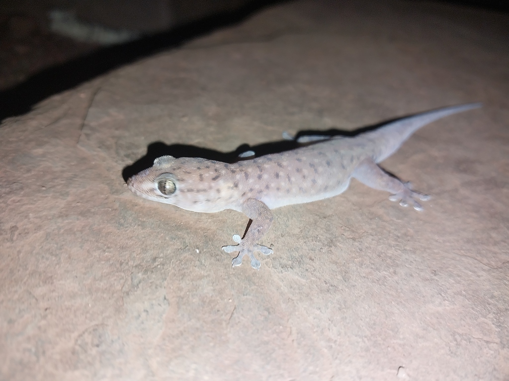 Western Spotted Dtella from Karijini, Ashburton, Western Australia ...